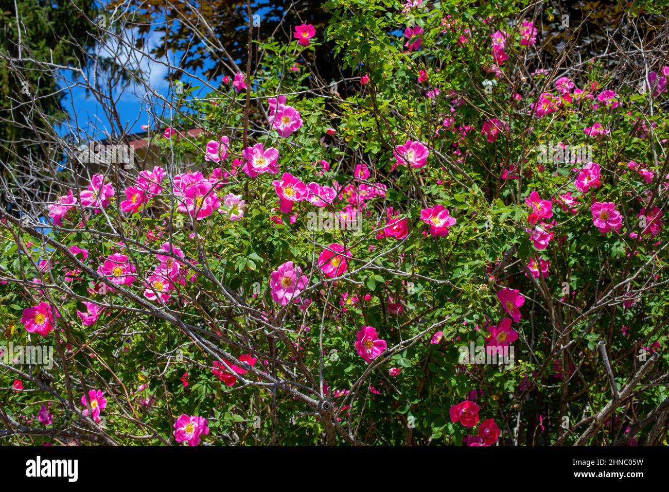 Rose bush before the dead wood was pruned out in the spring on a sunny ...