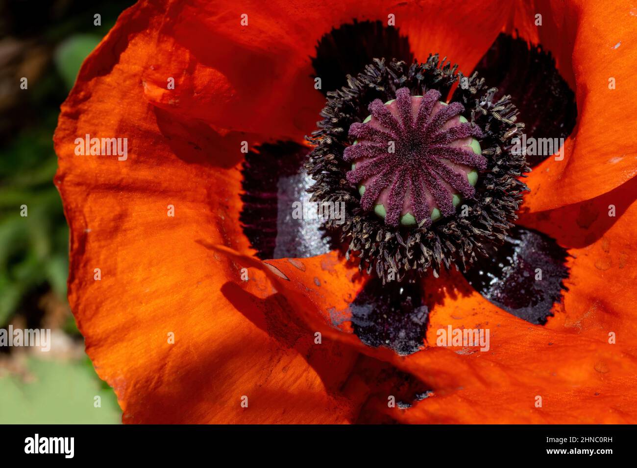 Botanical garden st croix hi-res stock photography and images - Alamy