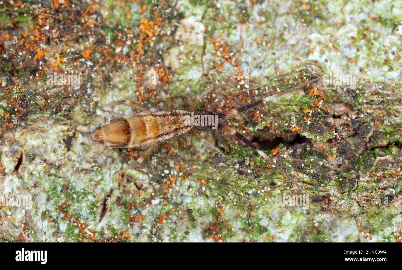 Springtail in natural environment Stock Photo - Alamy