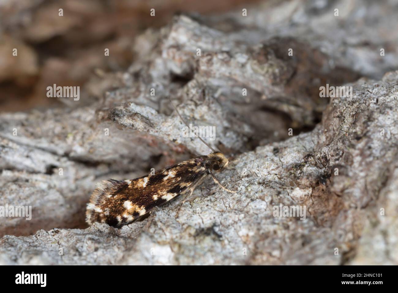 Cork moth, Nemapogon cloacella on bark, macro photo Stock Photo - Alamy