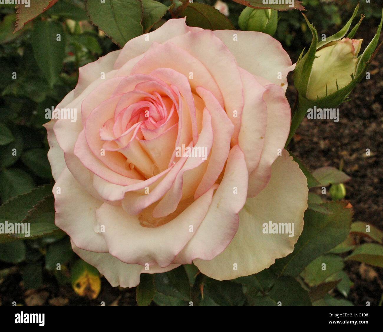 Pretty pink rose at the Lydale Rose Garden in Minneapolis, Minnesota ...