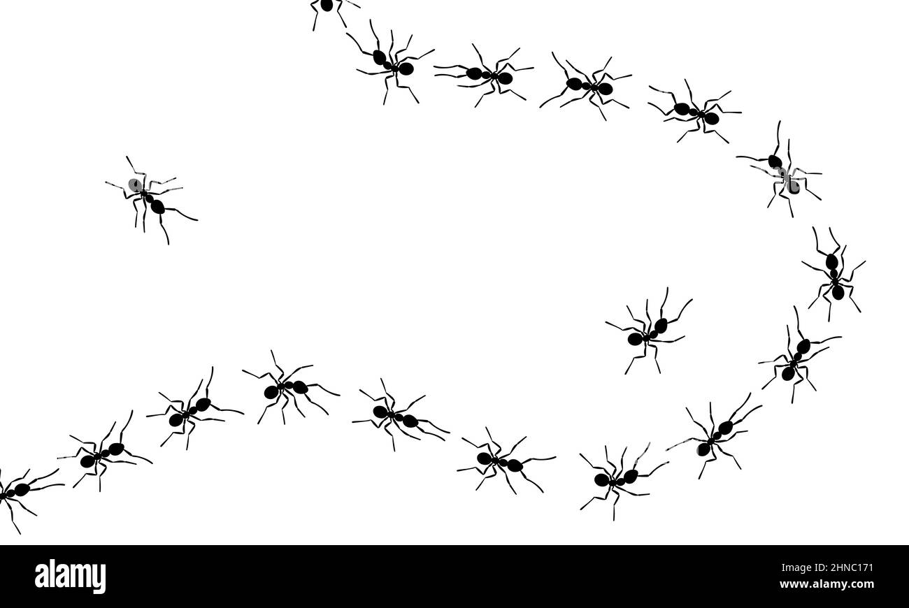 Worker ants trail line flat style design vector illustration isolated on white background Stock ...