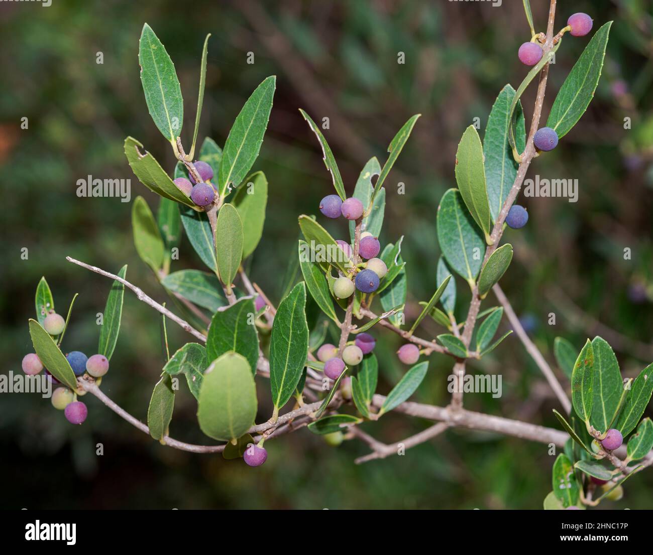 Foliage and fruits of Green Olive Tree Phillyrea latifolia subsp. media ...