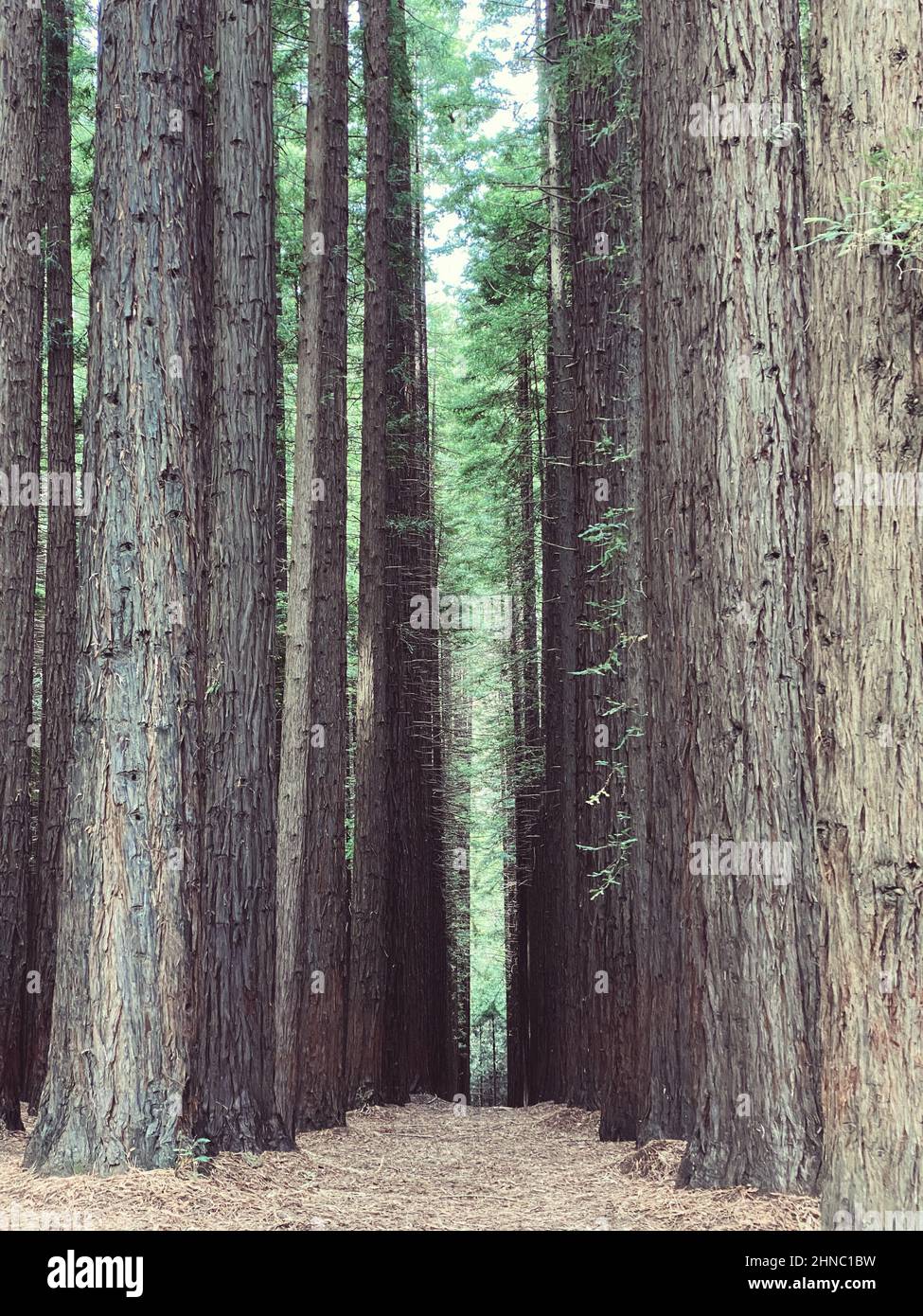 Vertical shot of tall tree trunks with green leaves in the woods Stock ...