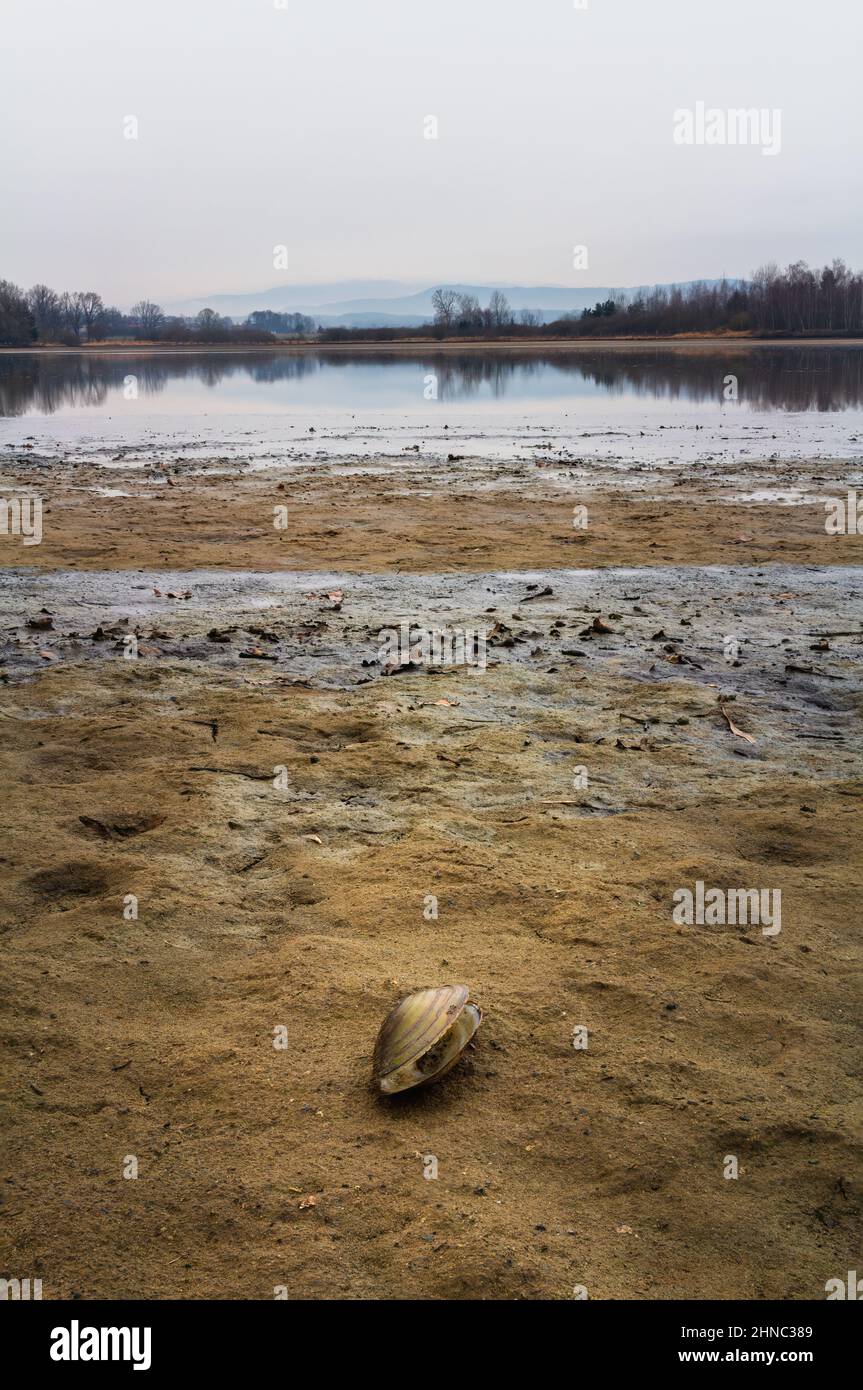 Blue mussel, Mytilus edulis on pond sand beach with trees, fog and hill ...