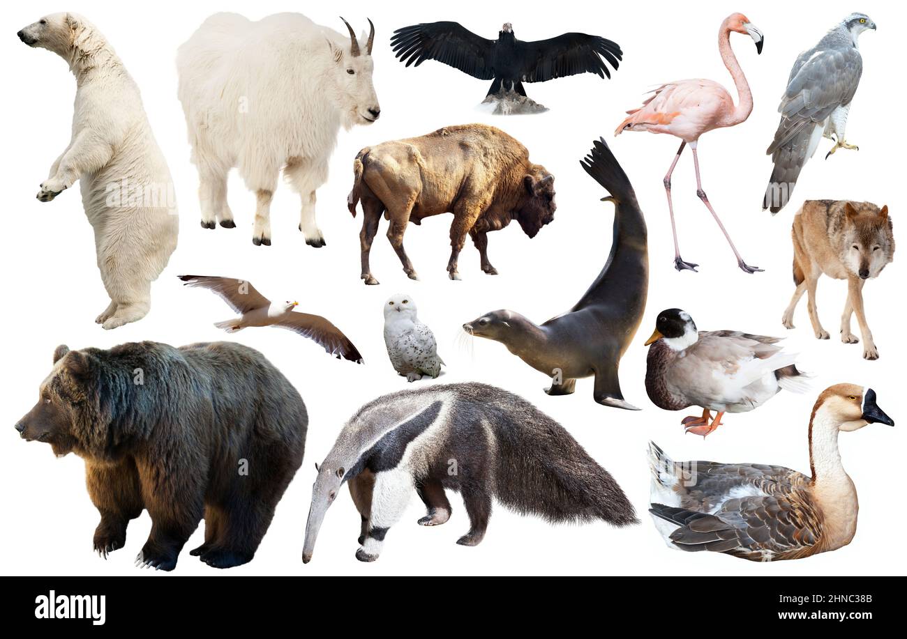 set of north american animals isolated Stock Photo - Alamy