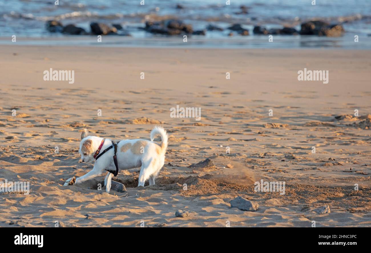 Small dog digging a hole on the beach Stock Photo - Alamy