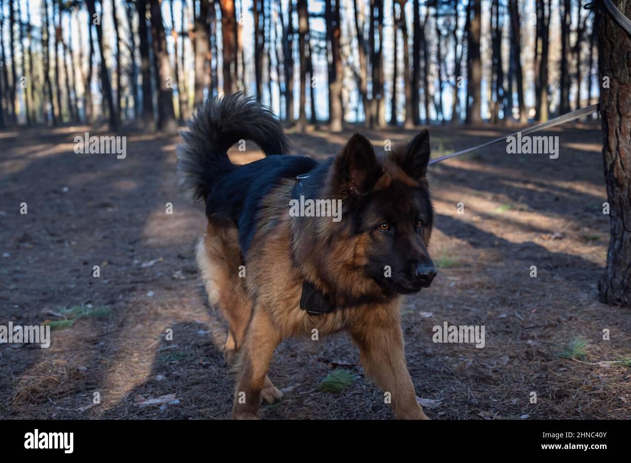 The dog is tied to a tree in the woods. The male German shepherd is ...