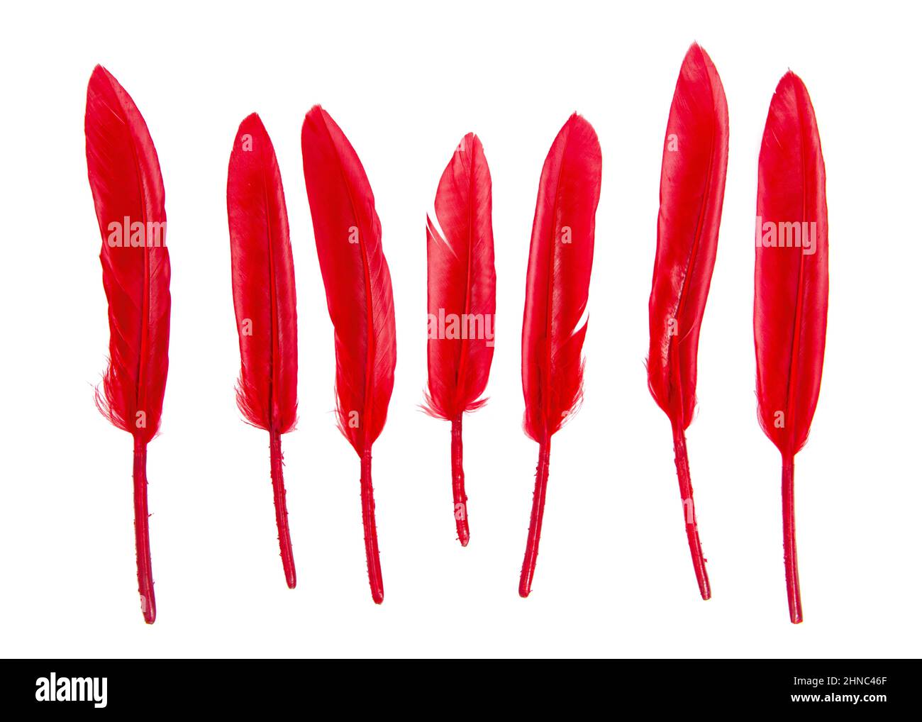 Elegant red many feathers isolated on the white background Stock Photo ...