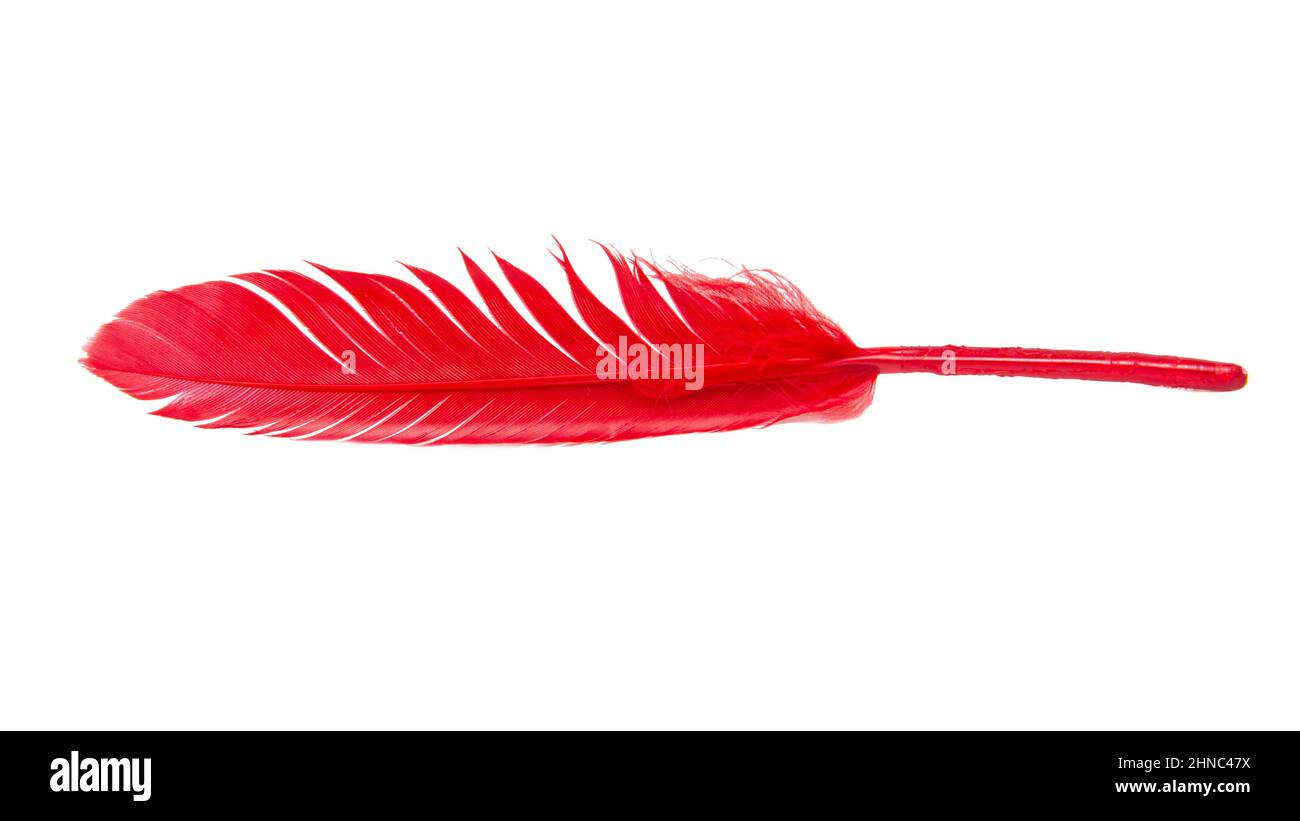 Elegant red feather isolated on the white background Stock Photo - Alamy