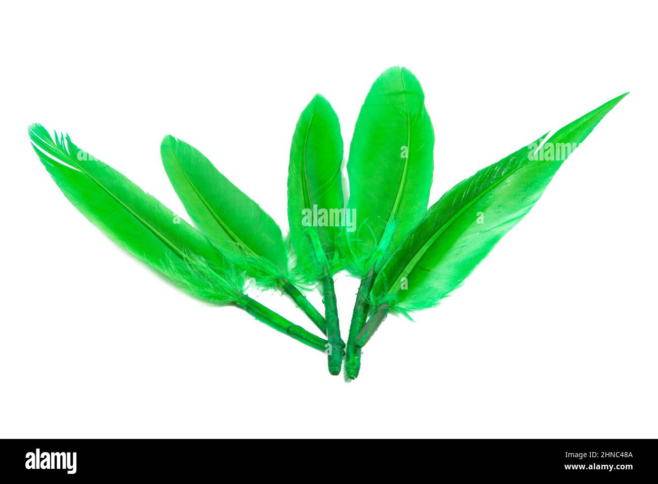 Bright green feather isolated on the white background Stock Photo - Alamy