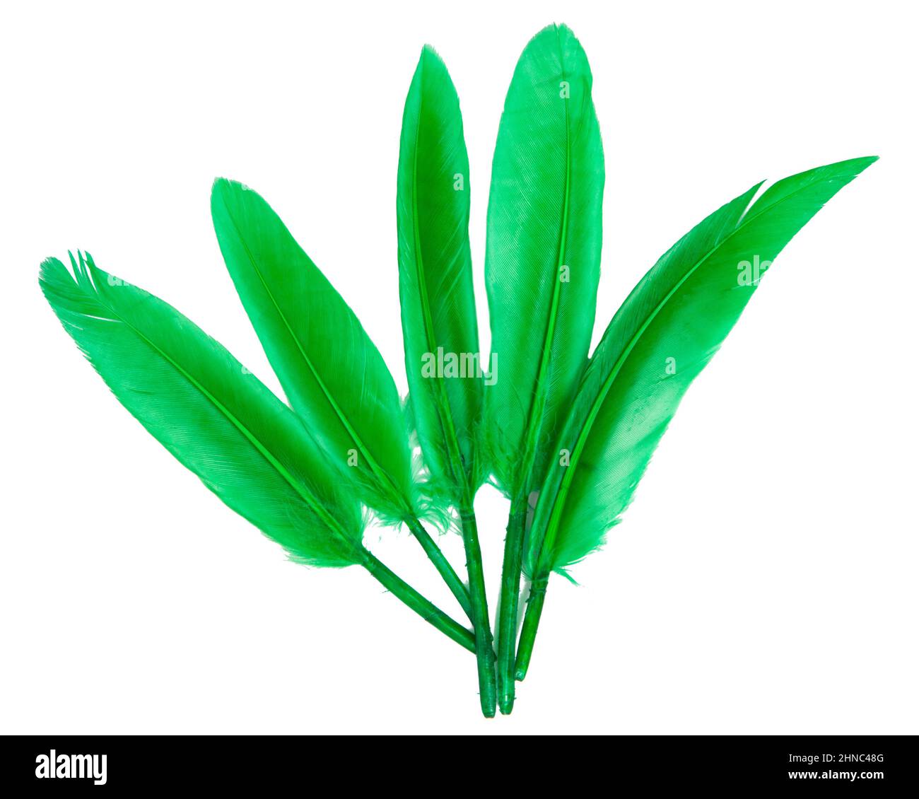 Bright green feather isolated on the white background Stock Photo - Alamy