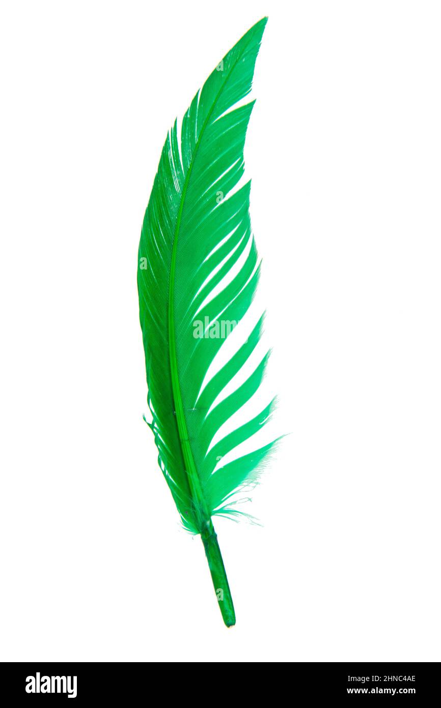 Bright green feather isolated on the white background Stock Photo - Alamy