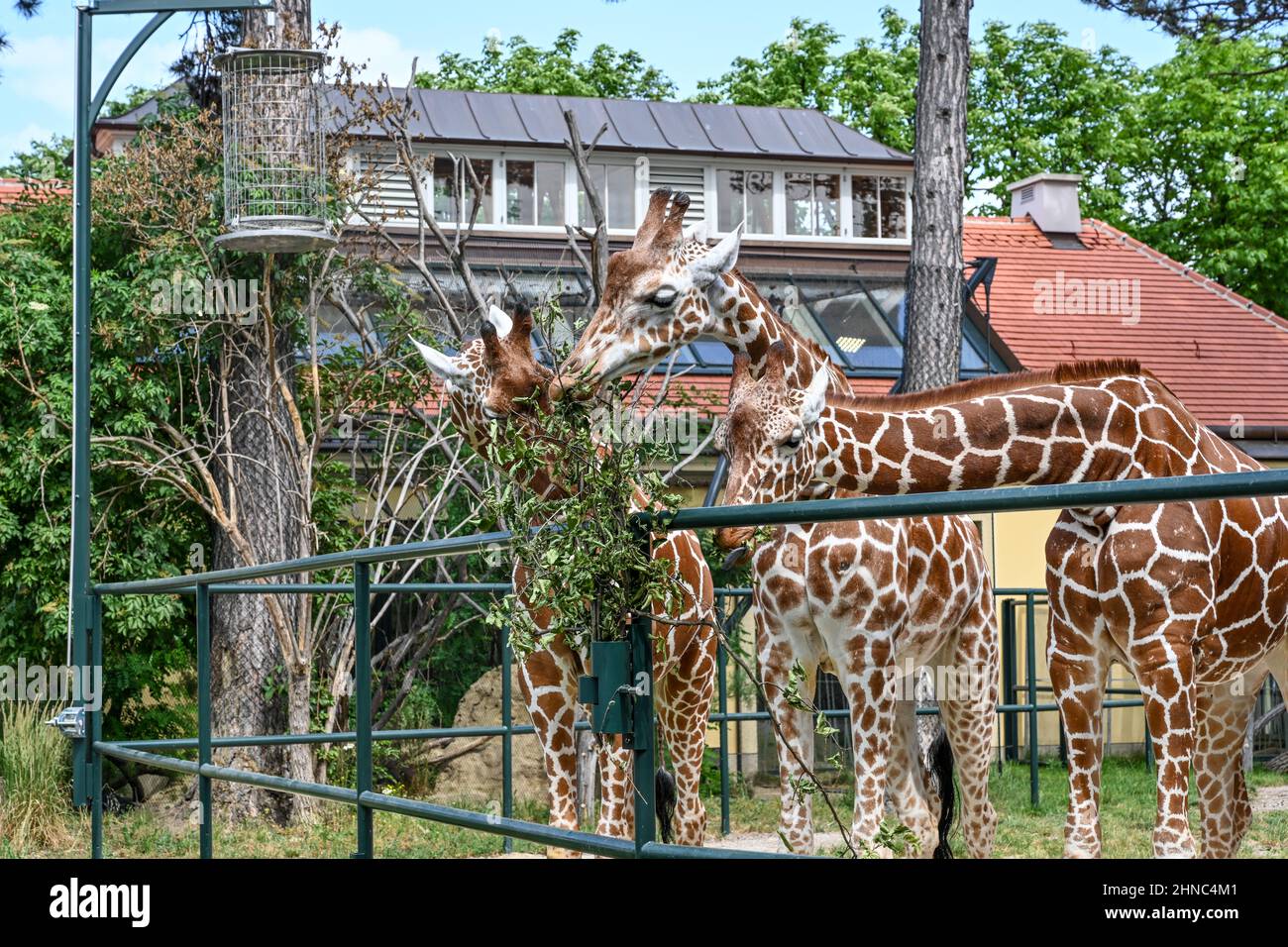 Zoo Vienna Schönbrunn Stock Photo - Alamy