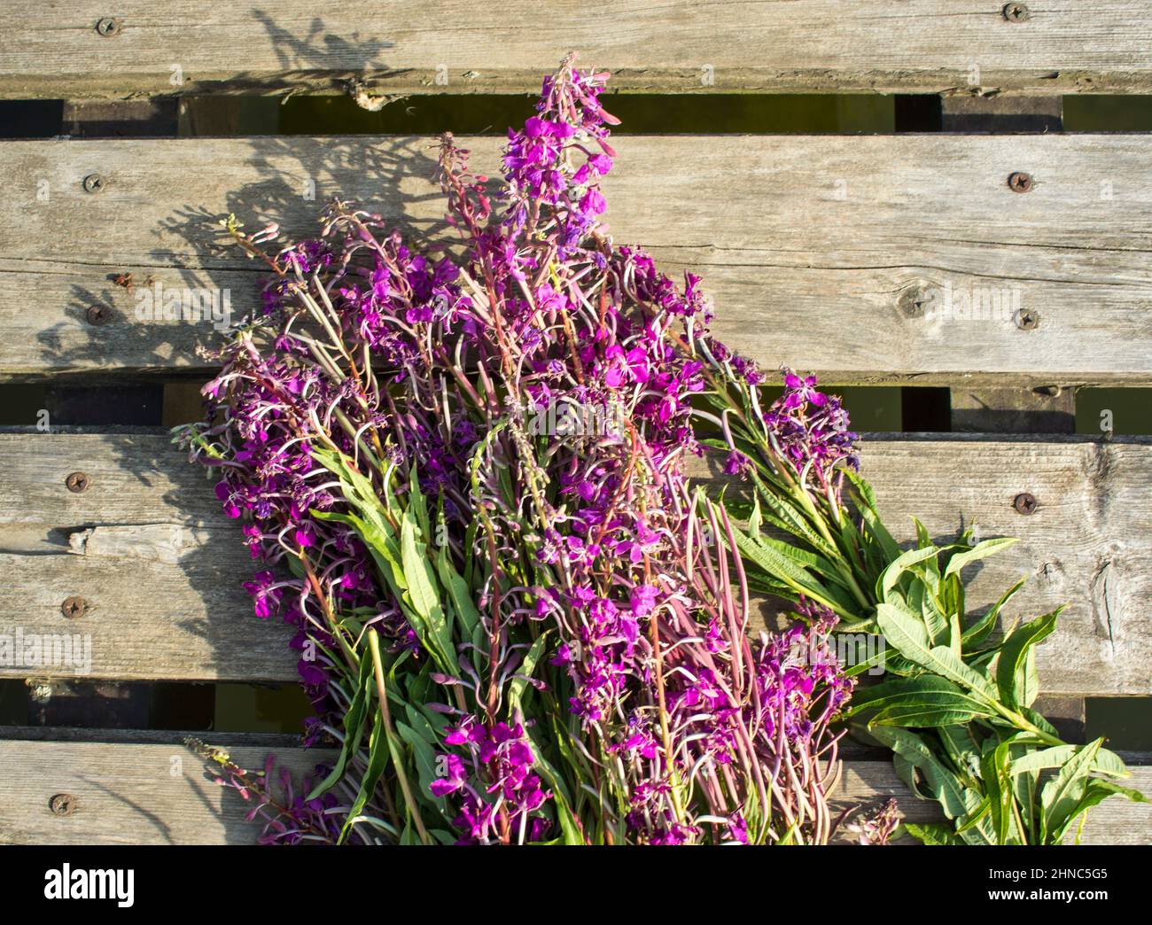 Process of fermentation of tea. Manual processing Ivan tea fermentation ...