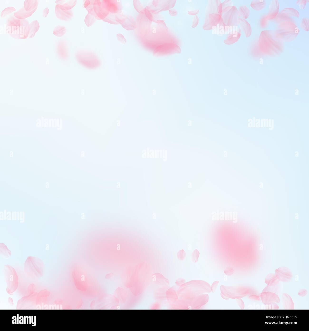 Sakura petals falling down. Romantic pink flowers borders. Flying ...