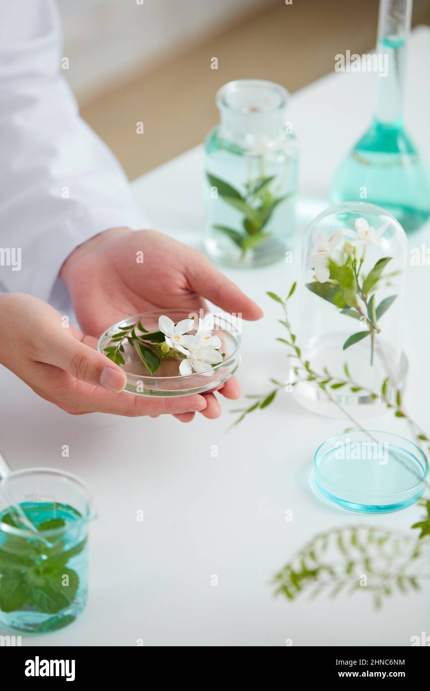 Plants and flowers extract in petri dish and a white background in ...