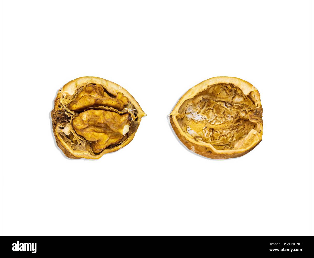 Two halves of a split walnut isolated on a white background Stock Photo ...