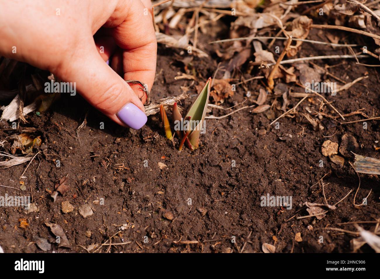 Closeup of lady fingers clearing land around tiny sprouting tulips from ...