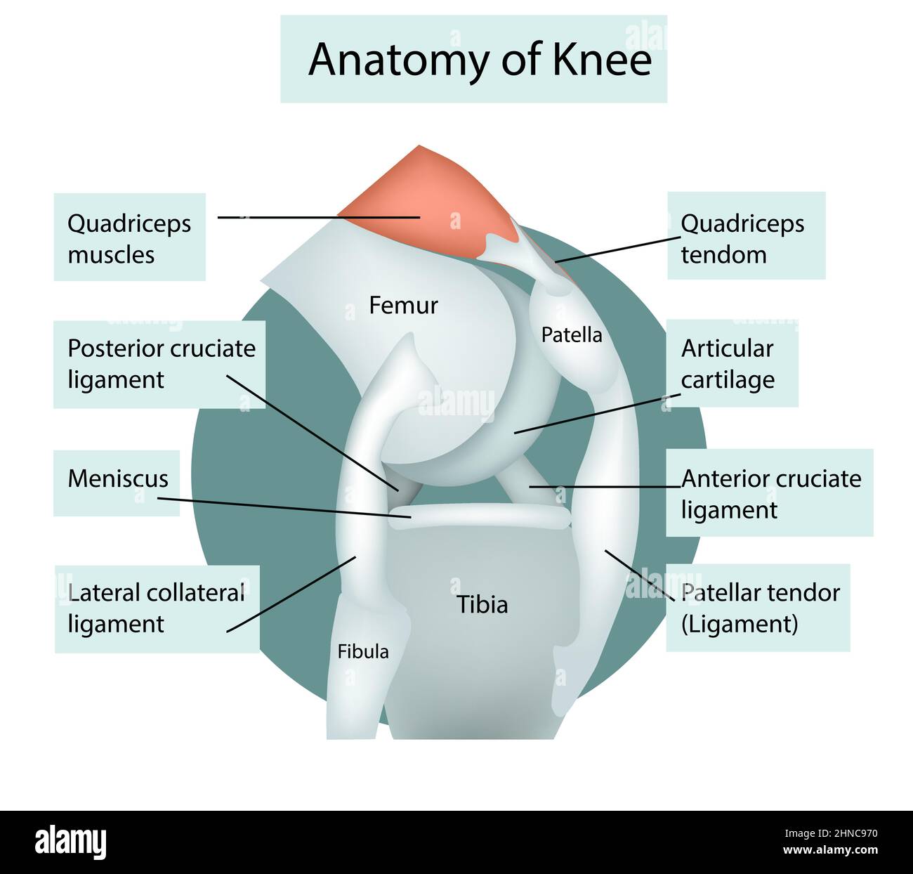 Anatomy Of The Knee Joint