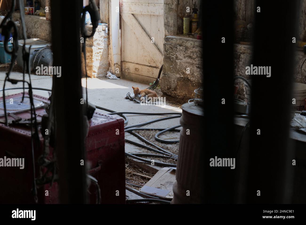 Beautiful view of cats playing in a messy barn with rocky ground Stock ...