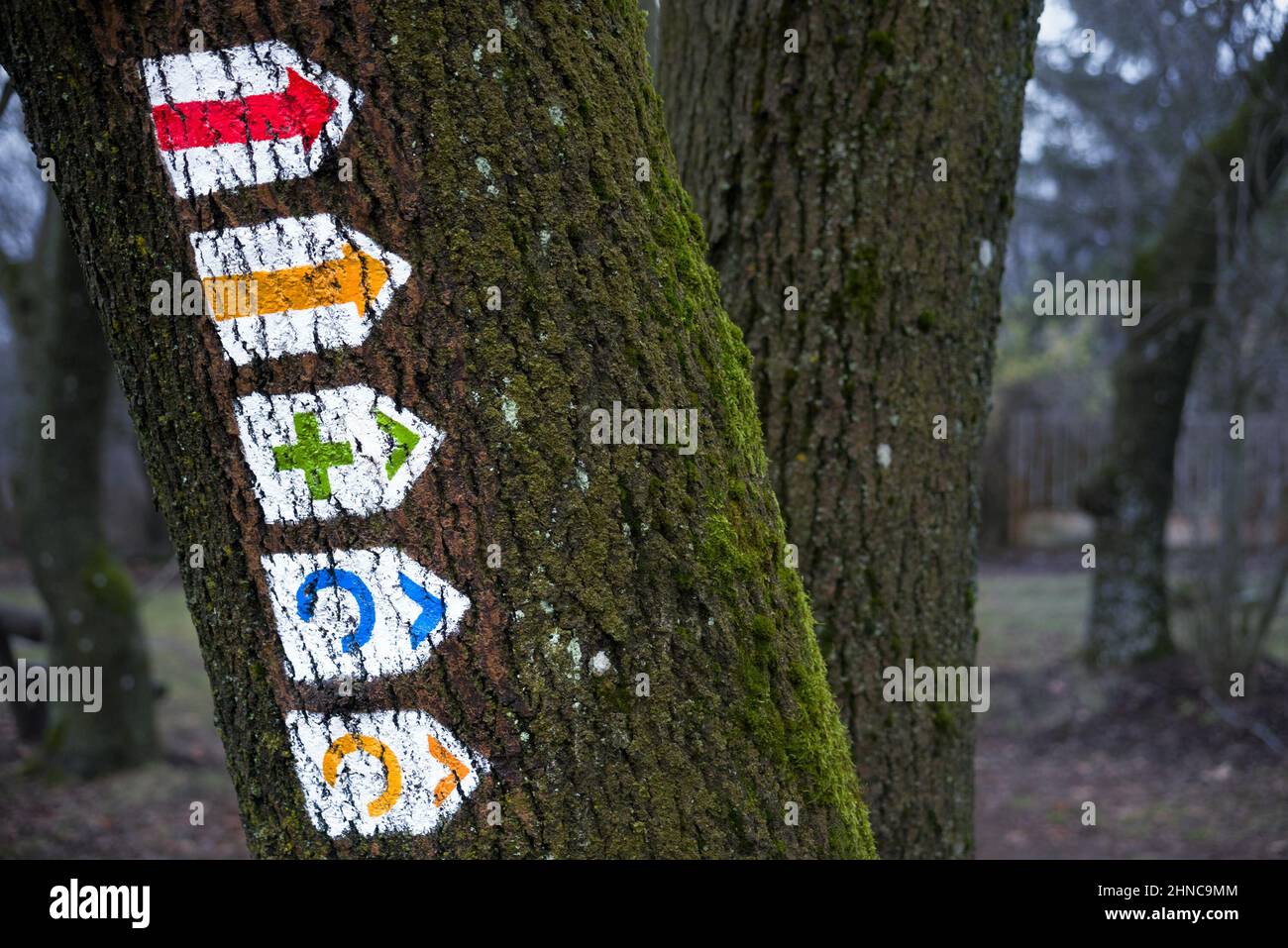 Hiking route signs on a tree trunk in a forest Stock Photo - Alamy