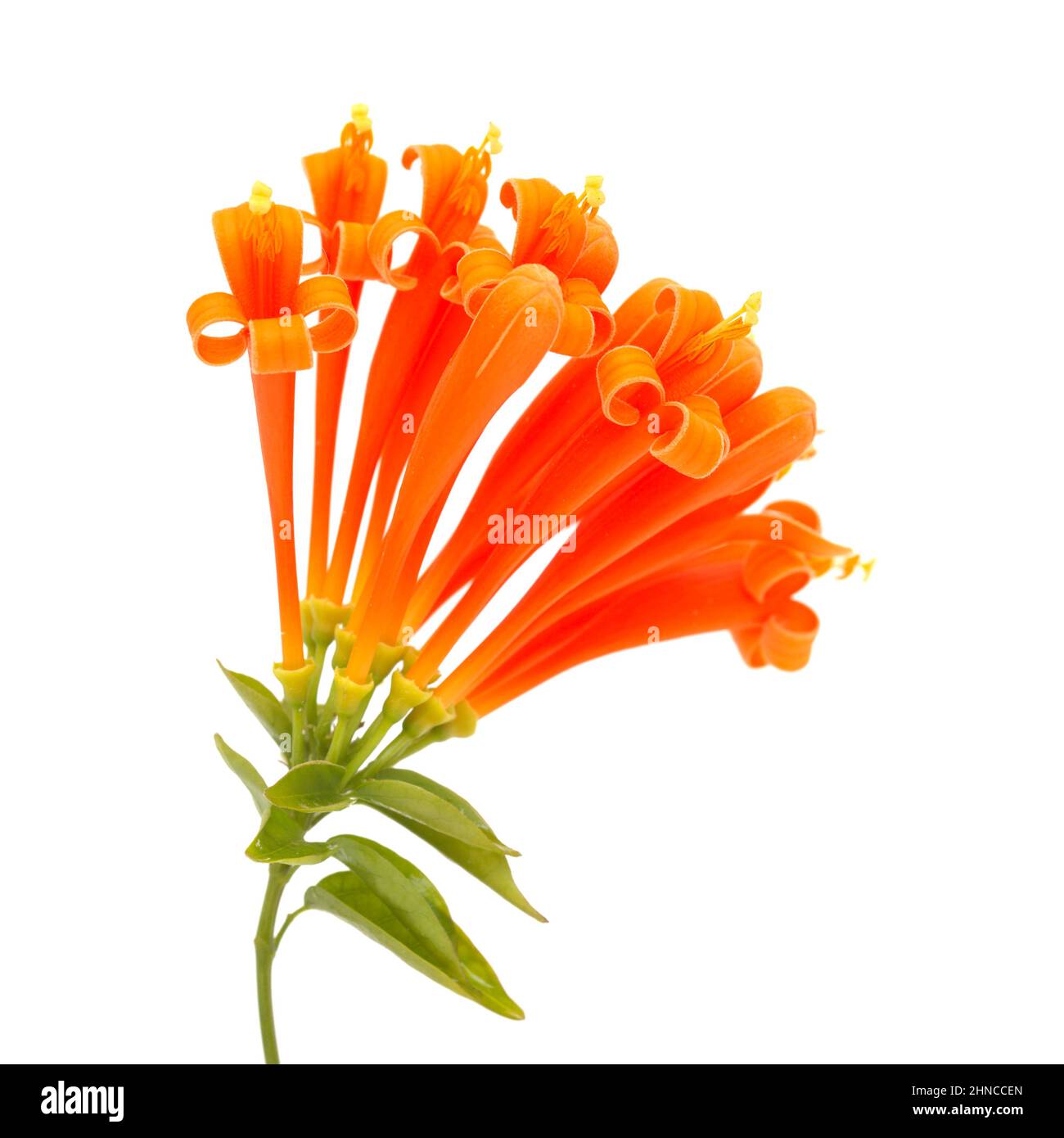 Pyrostegia venusta, aka orange trumpetvine isolated on white background ...