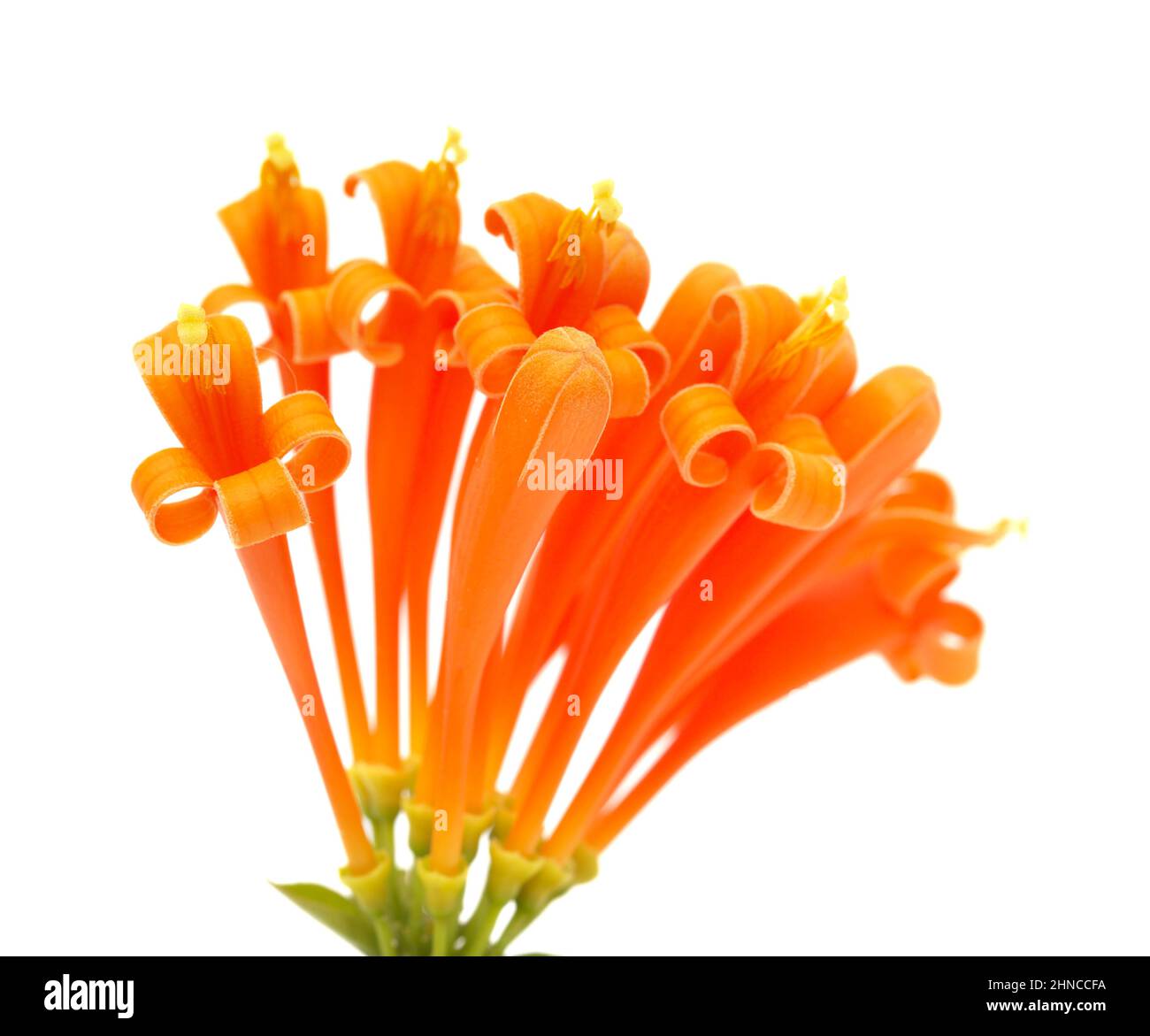 Pyrostegia venusta, aka orange trumpetvine isolated on white background ...