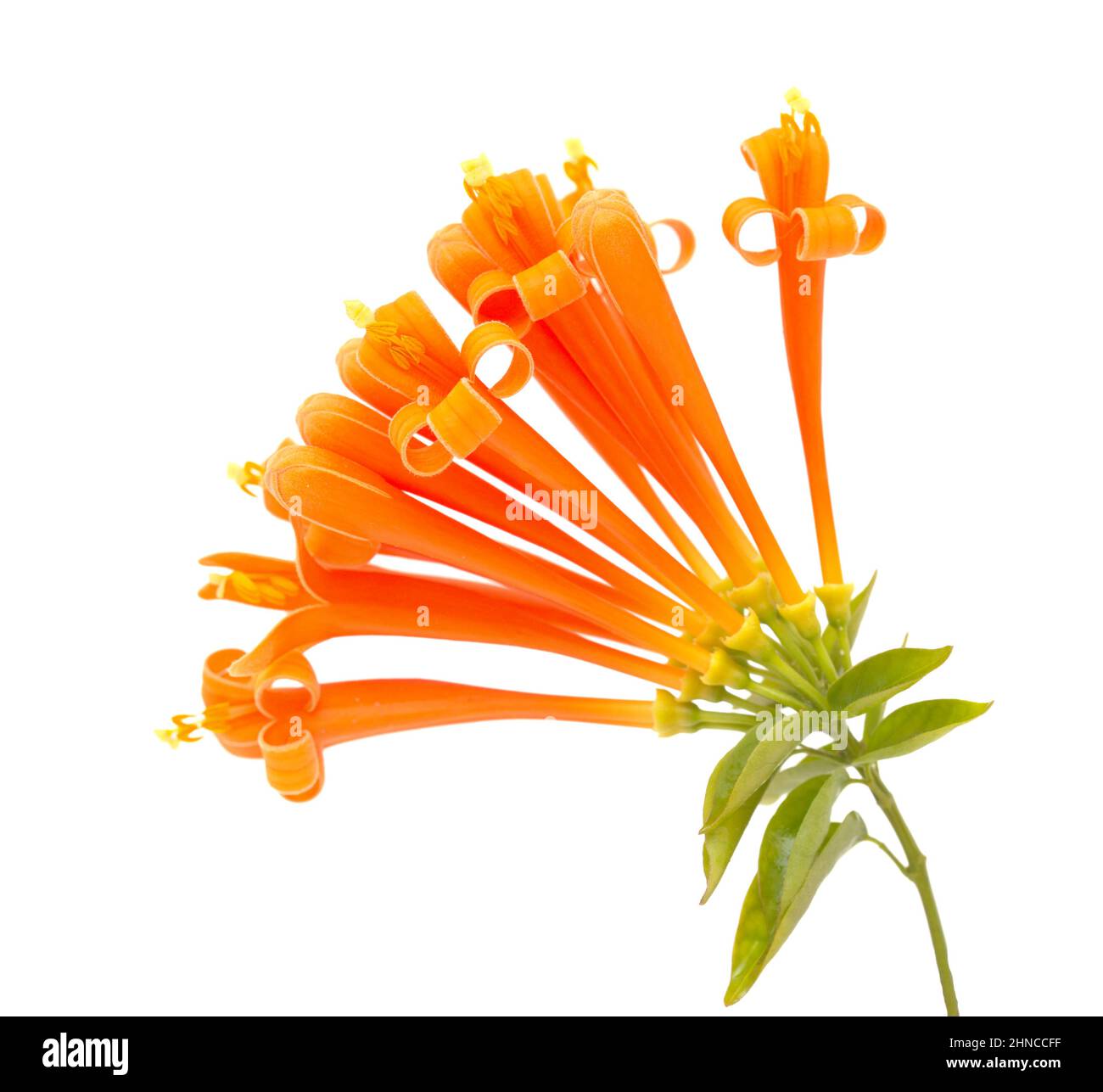 Pyrostegia venusta, aka orange trumpetvine isolated on white background ...