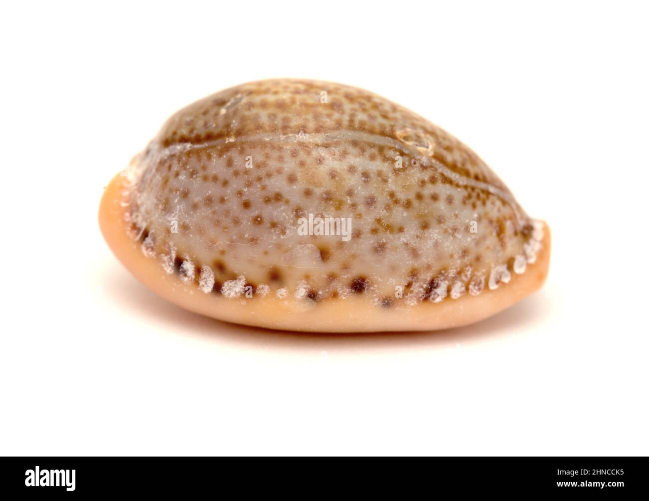 Fauna of Atlantic ocean around Gran Canaria - small cowrie shell, or ...