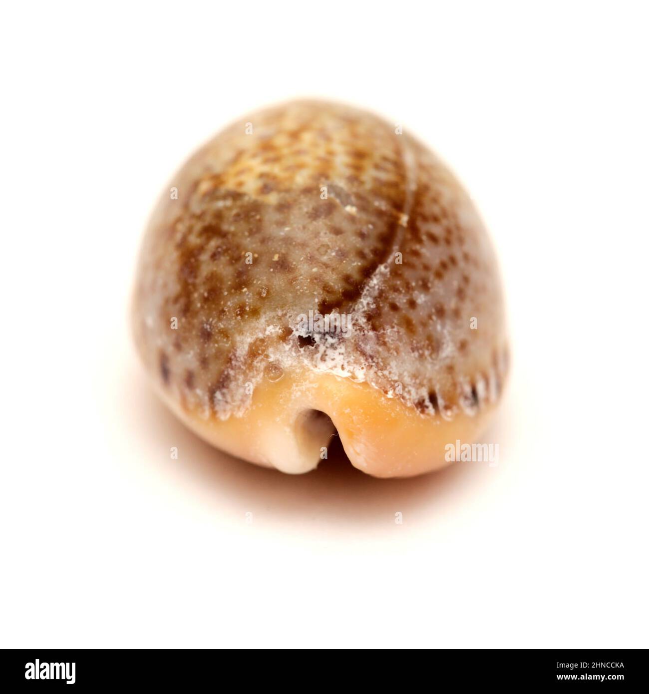Fauna of Atlantic ocean around Gran Canaria - small cowrie shell, or ...