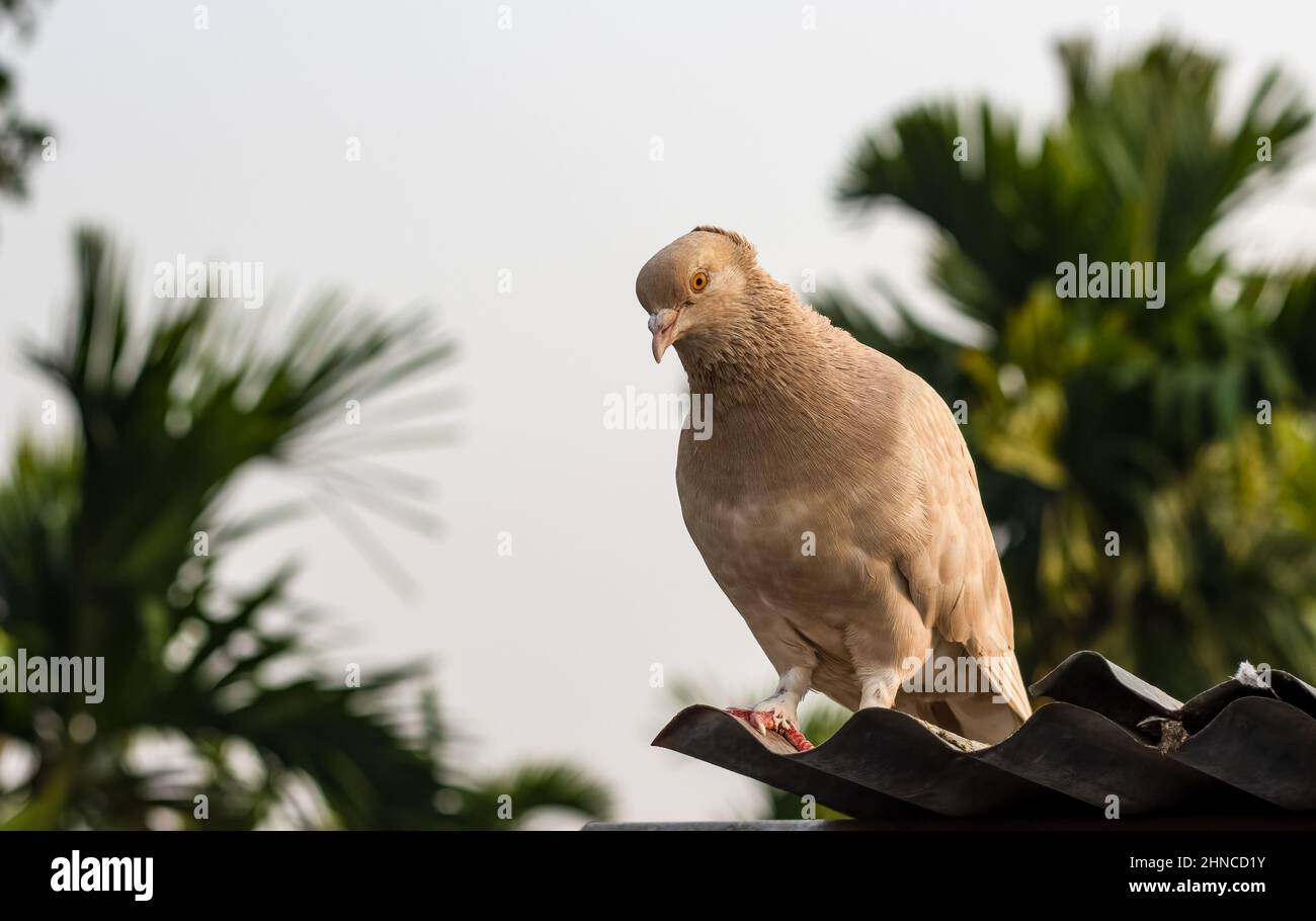 Brown color female pigeon standing alone on a wavy metal roof Stock ...