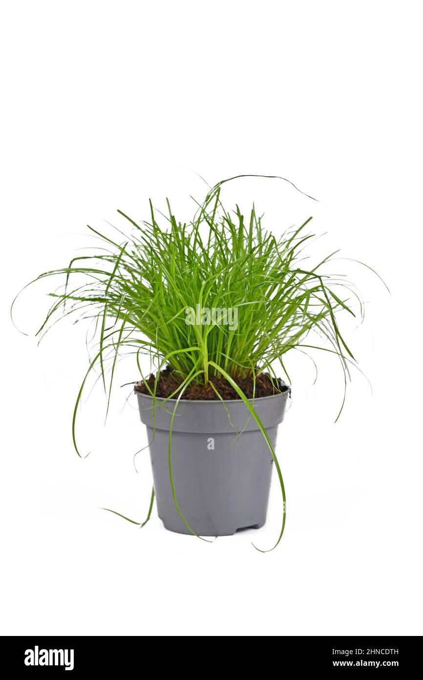 Potted 'Cyperus Zumula' cat grass used for cat to help them throw up ...