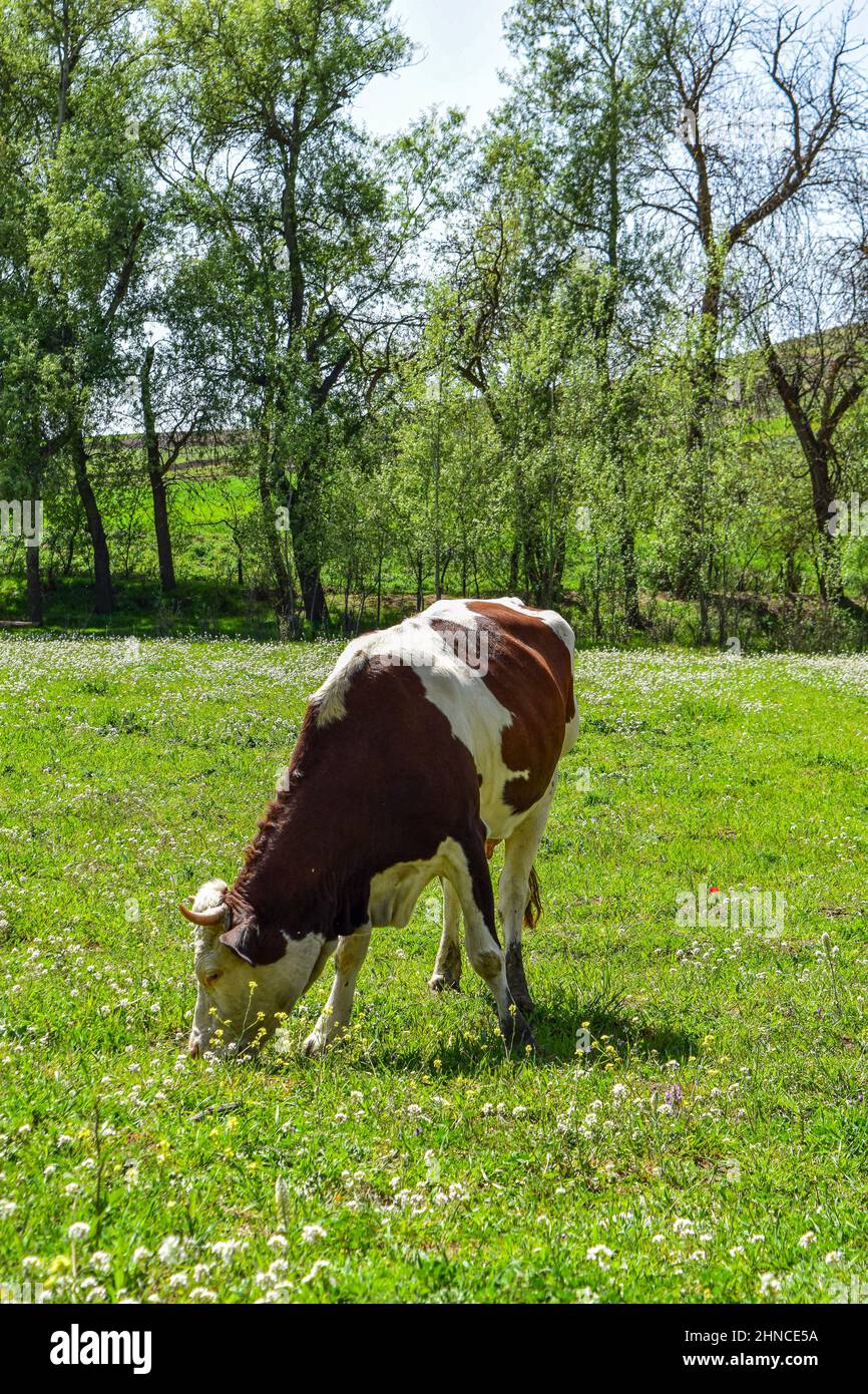 Dairy cow eat grass in the meadow on a spring day. Farm concept Stock ...