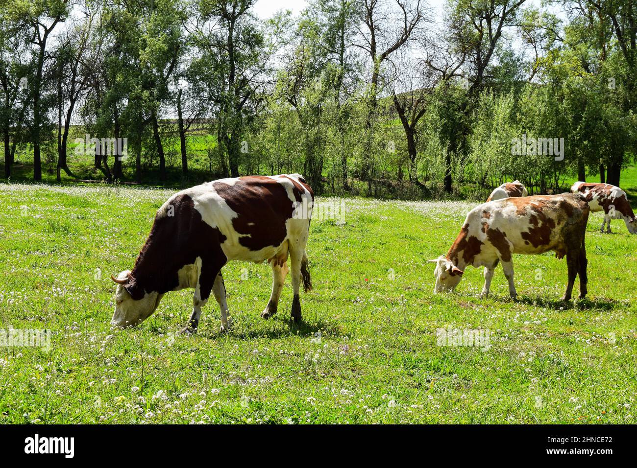 Dairy cows eat grass in the meadow on a spring day. Farm concept Stock ...