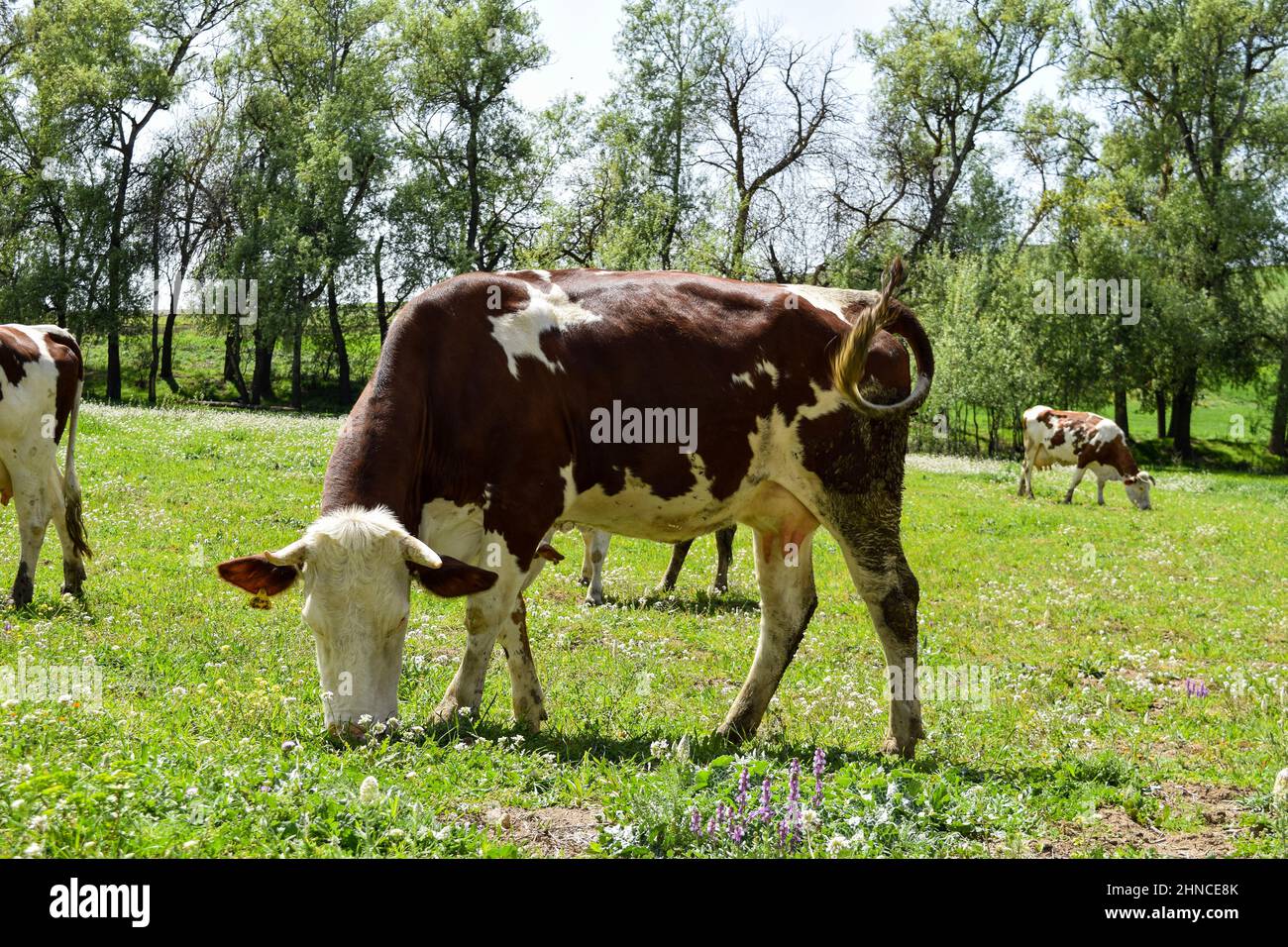 Dairy cows eat grass in the meadow on a spring day. Farm concept Stock ...