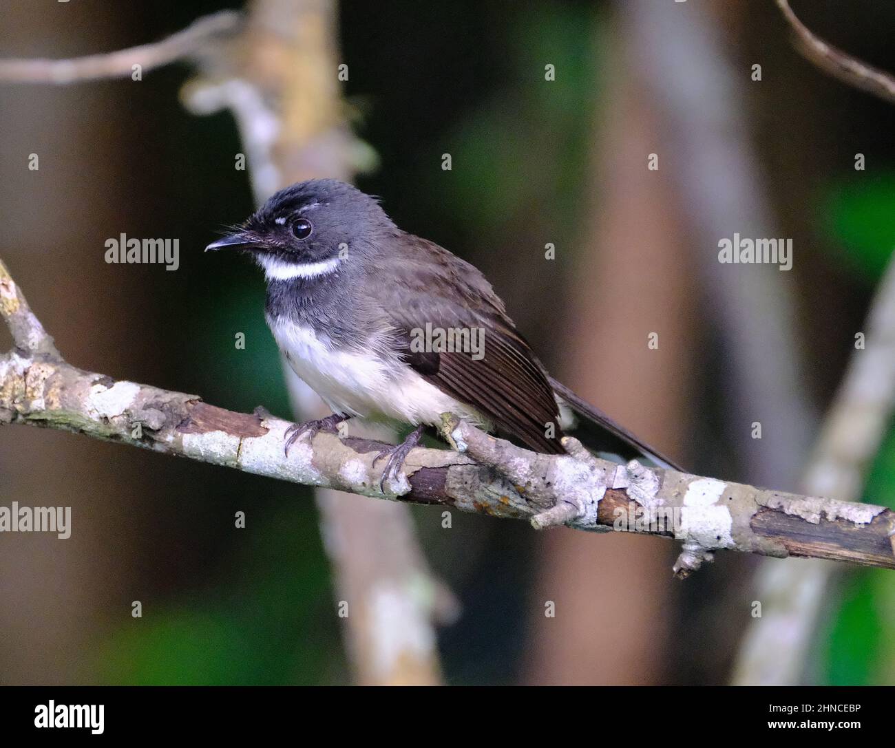 Malaysian pied fantail hi-res stock photography and images - Alamy