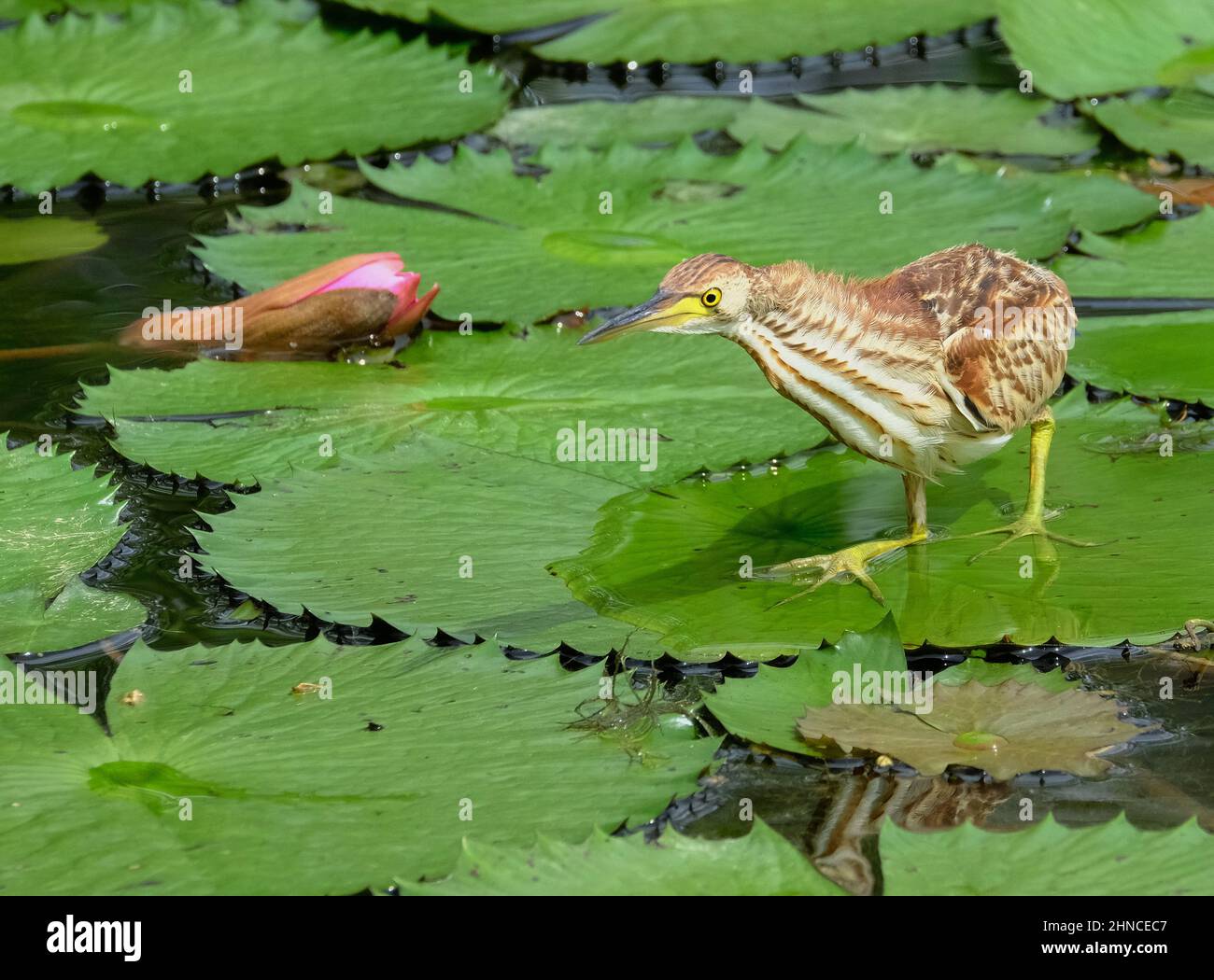 Closeup shot of the yellow bittern bird catching a fish from the water ...