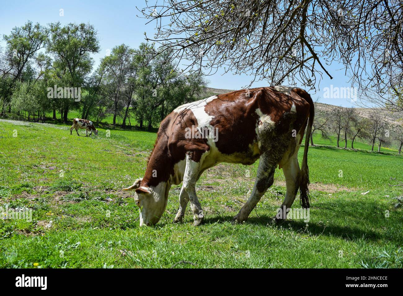 Dairy cow eat grass in the meadow on a spring day. Farm concept Stock ...