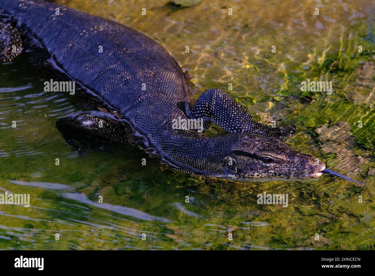 Monitor lizard swimming in sunny water Stock Photo - Alamy