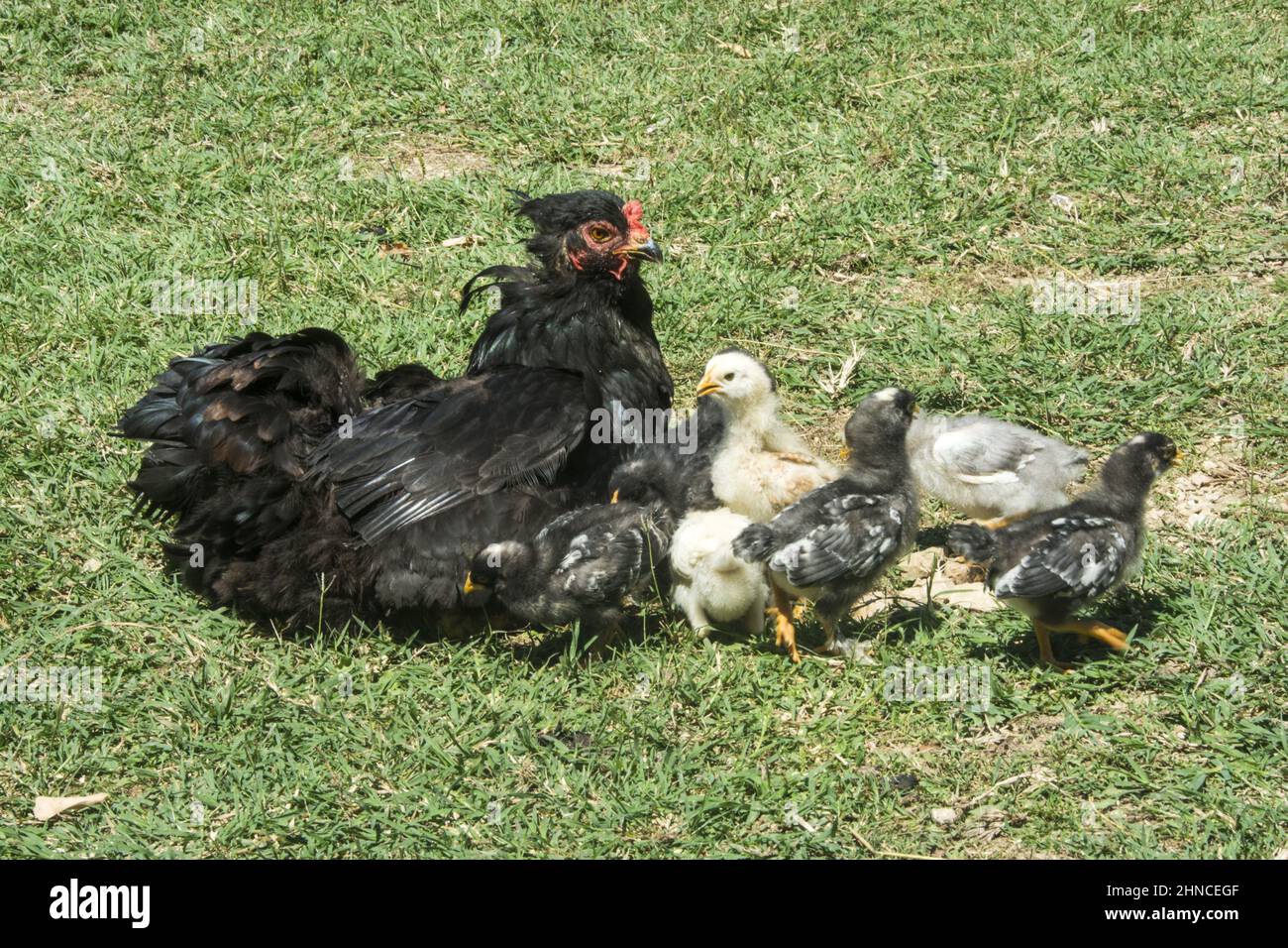 Close-up shot of a chickens with its chicks at a farm on a sunny day ...