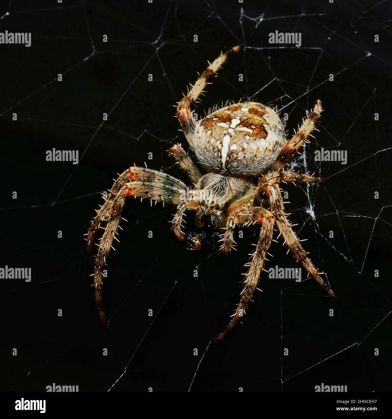 Spider waving hi-res stock photography and images - Alamy