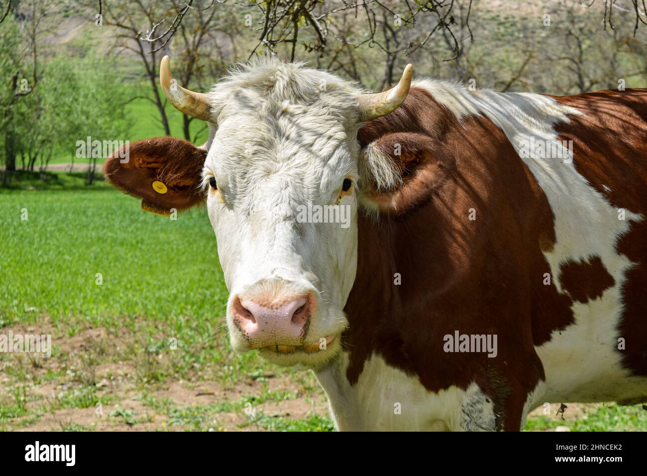 Portrait of a dairy cow in the meadow on a beautiful spring day Stock ...