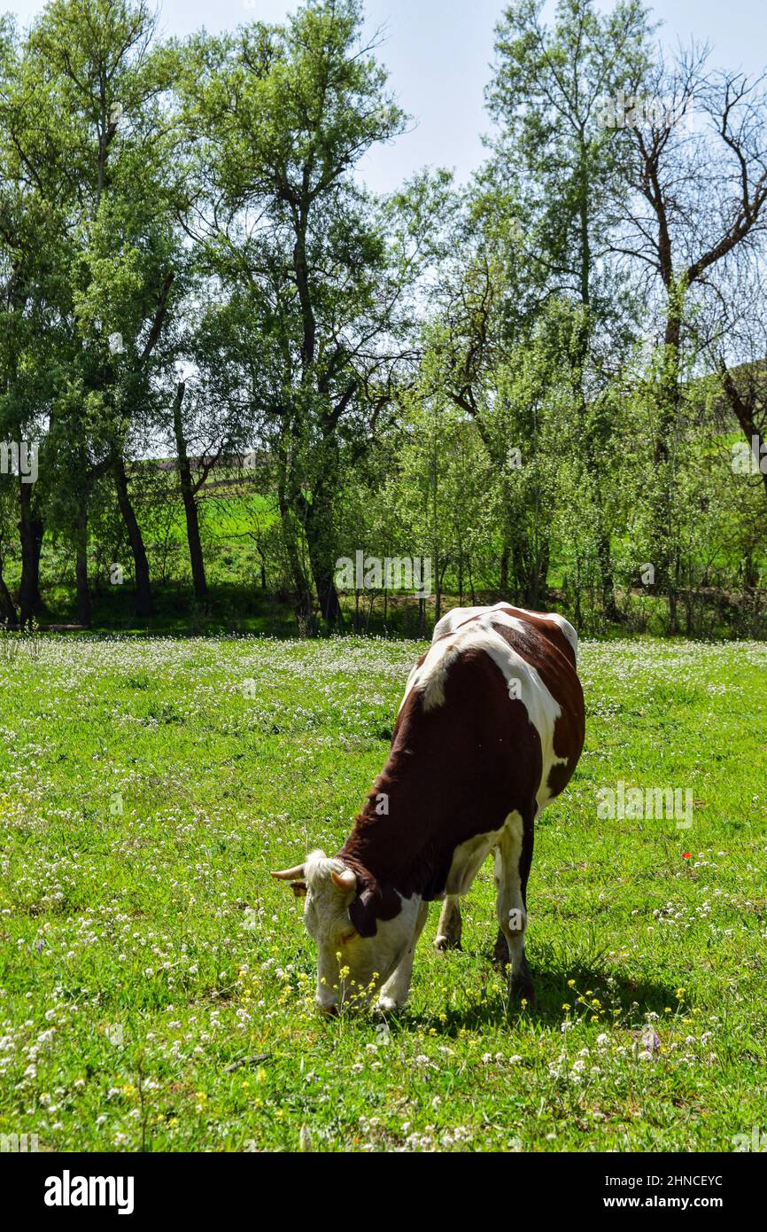 Dairy cow eat grass in the meadow on a spring day. Farm concept Stock ...