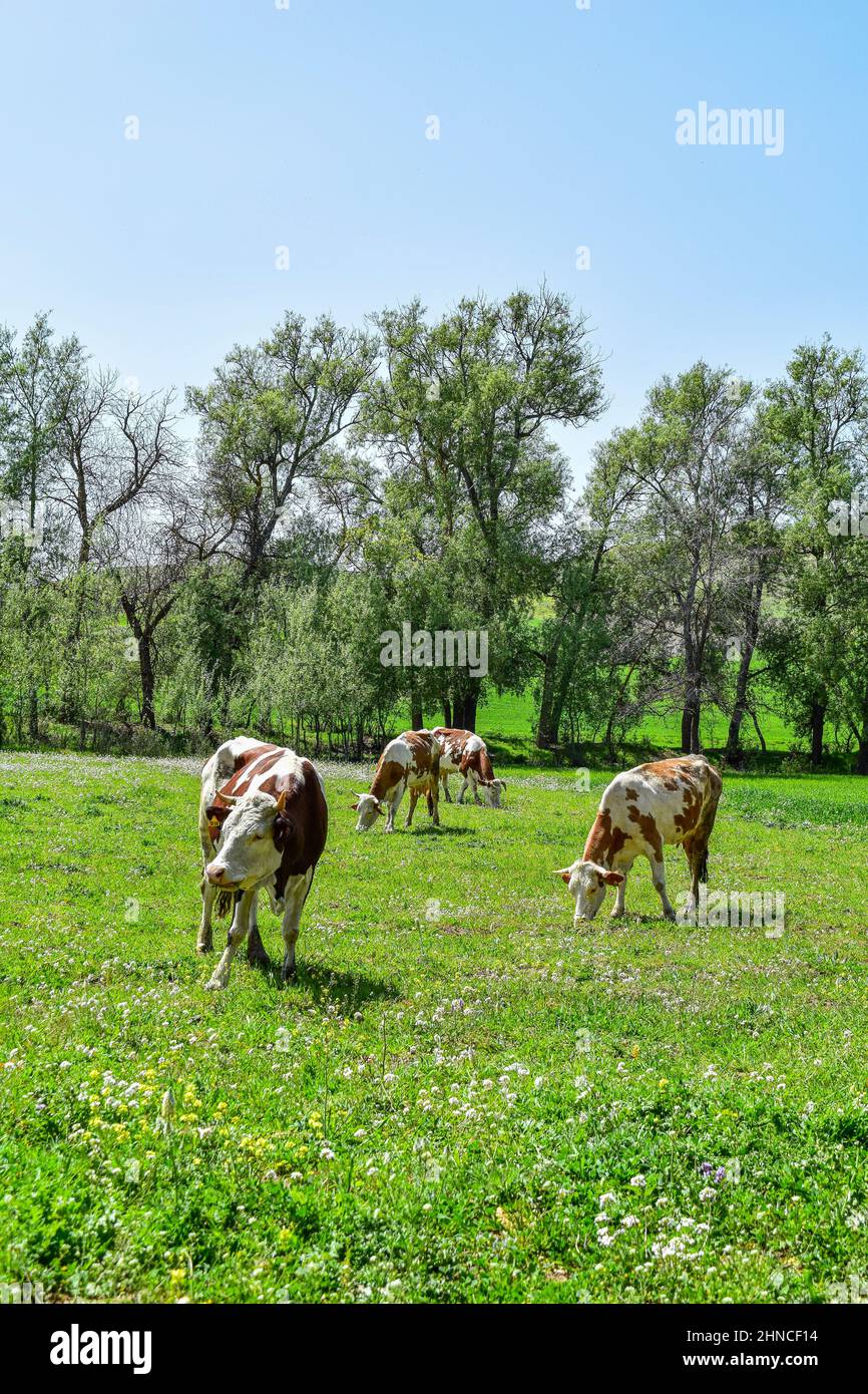 Dairy cows eat grass in the meadow on a spring day. Farm concept Stock ...