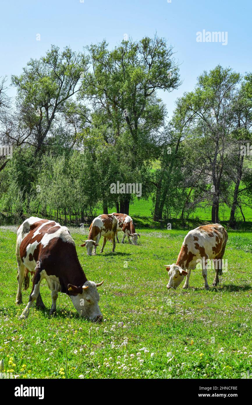 Dairy cows eat grass in the meadow on a spring day. Farm concept Stock ...