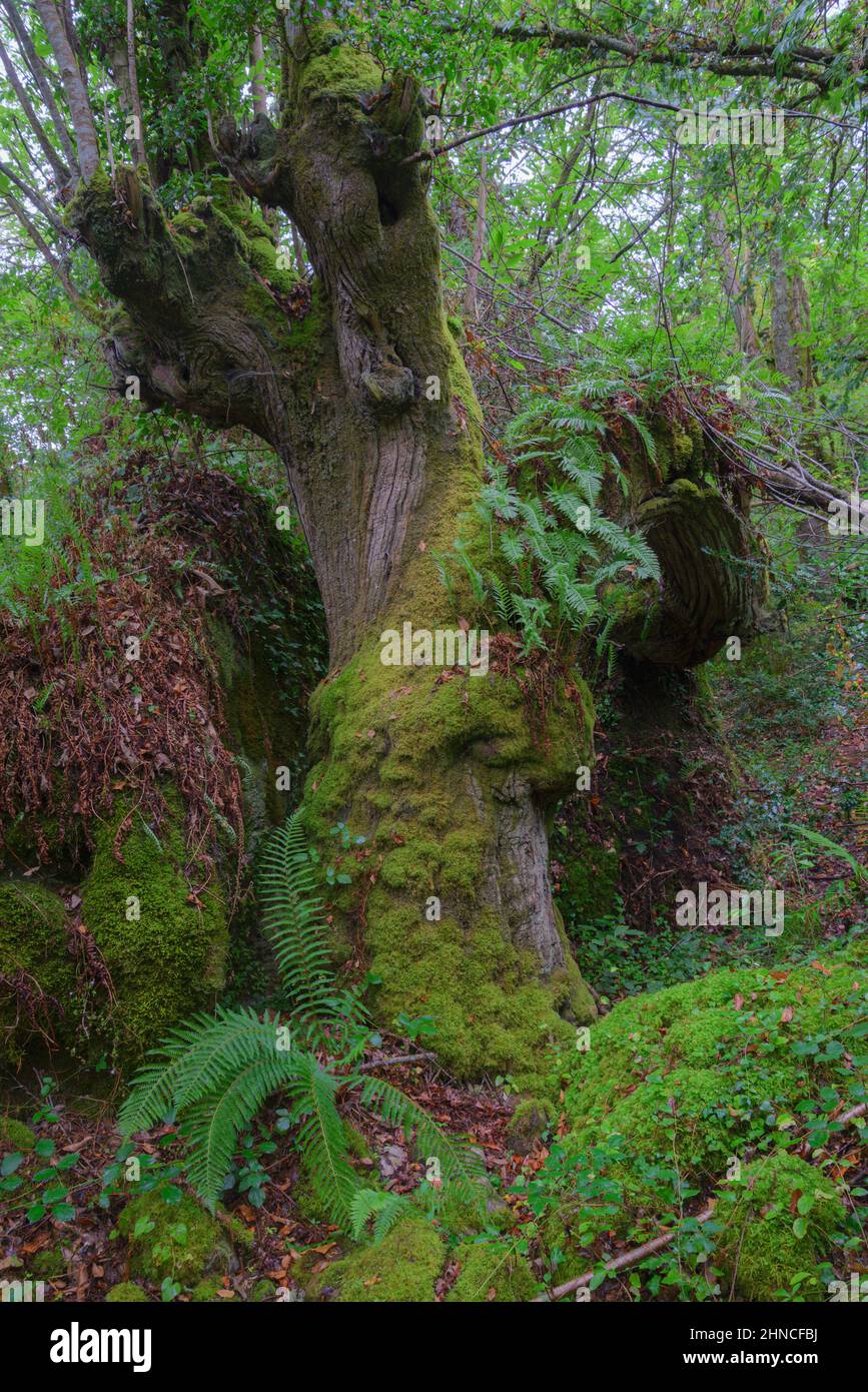 Ancient specimen of chestnut tree surrounded by ferns in a humid native ...