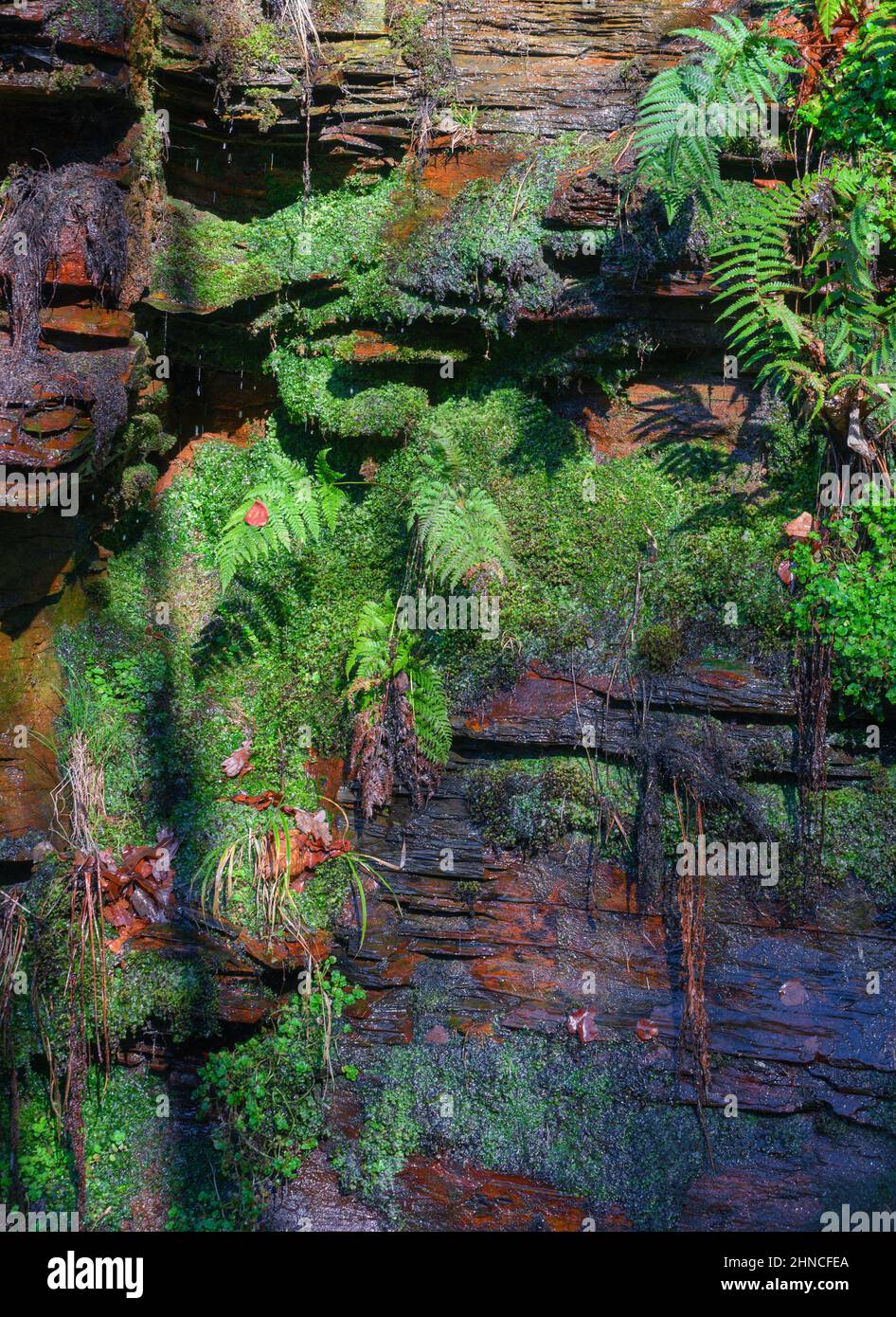 Moss ferns and duckweed on a wet orange shale wall in Courel Mountains ...