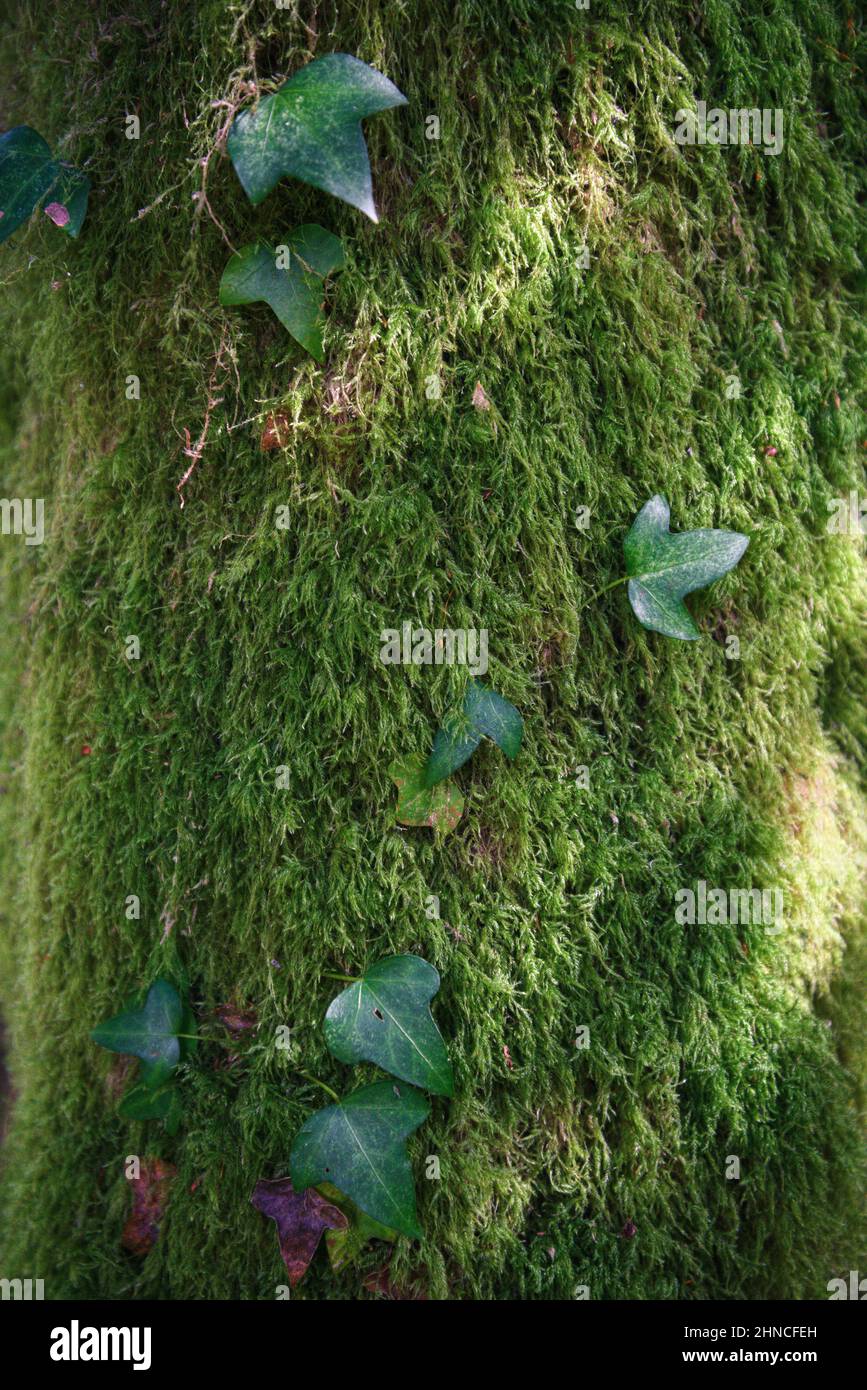 Natural green background of ivy growing on moss in Xistral Mountain ...