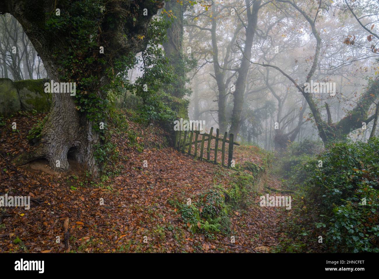 Old wooden gate next to a foot path in a creepy misty old chestnut tree ...